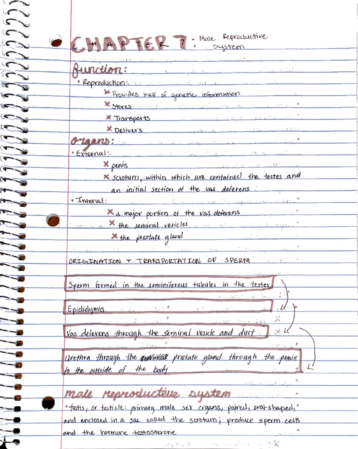 Chapter 7- Male Reproductive System - HSC 3531HB - Studocu