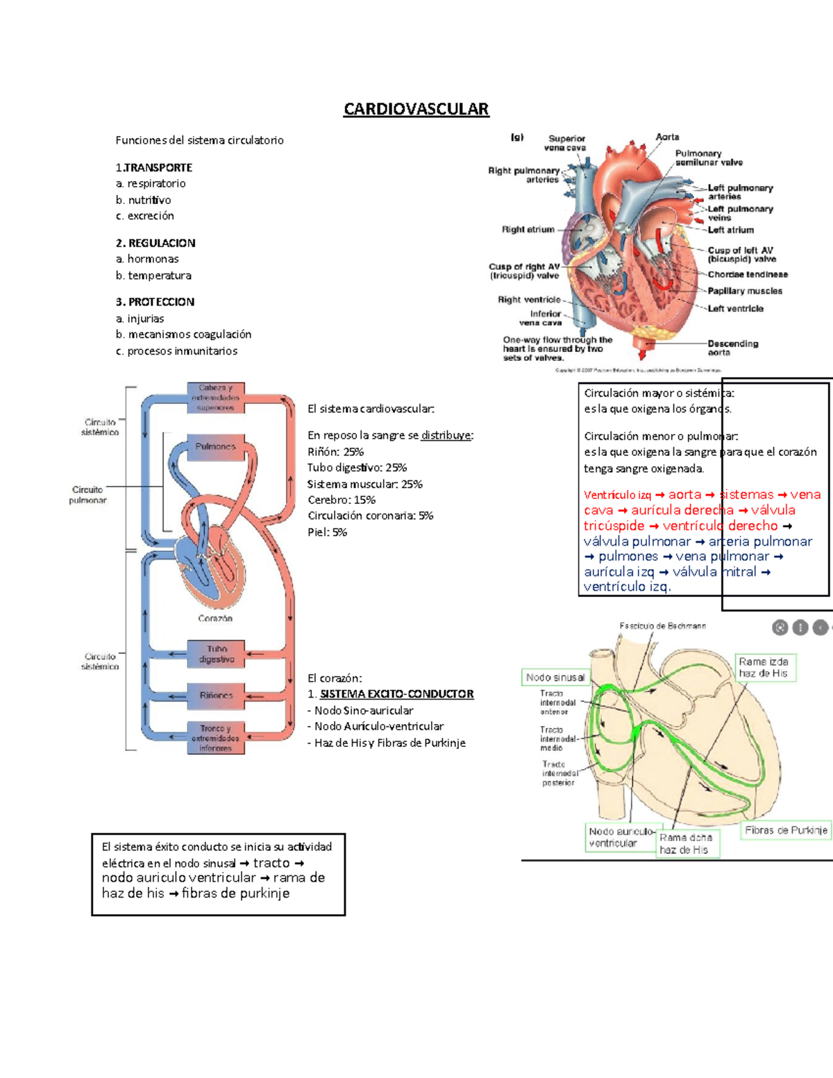 Cardiovascular - ..... - CARDIOVASCULAR Funciones del sistema ...