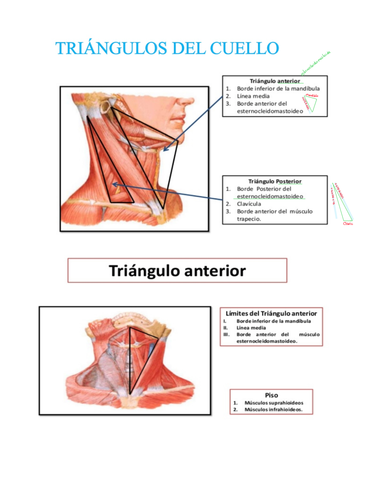 Triangulos del cuello - Anatomia Humana - Studocu