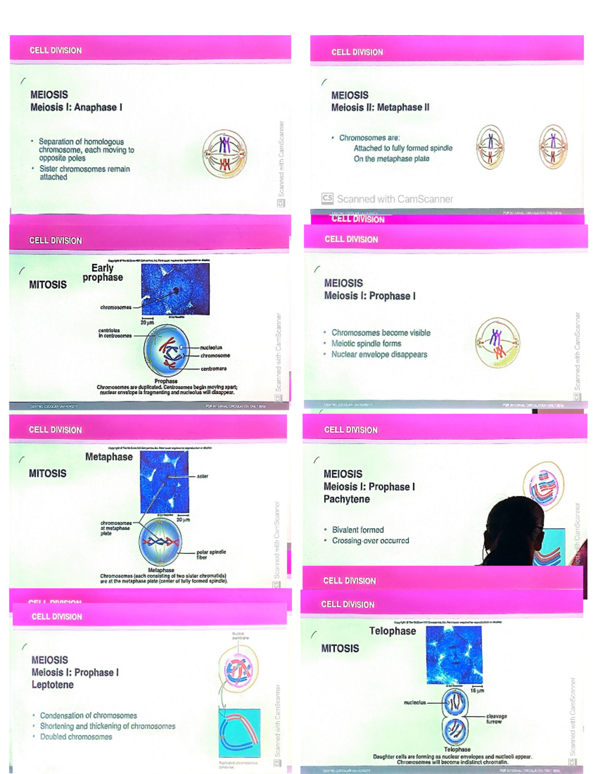Homeo - Anaphy - CELL DIVISION CELL DIVISION MEIOSIS MEIOSIS Meiosis I ...