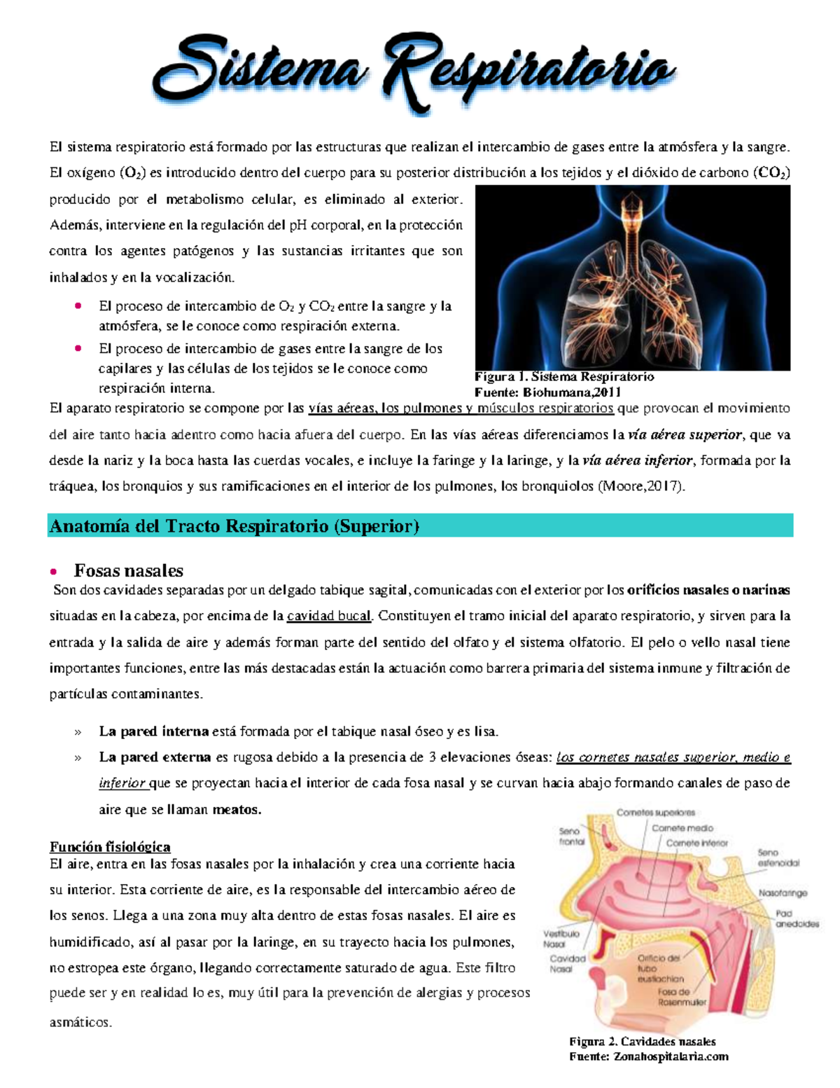 Resumen Sistema Respiratorio - Warning: TT: undefined function: 32 El sistema respiratorio está ...