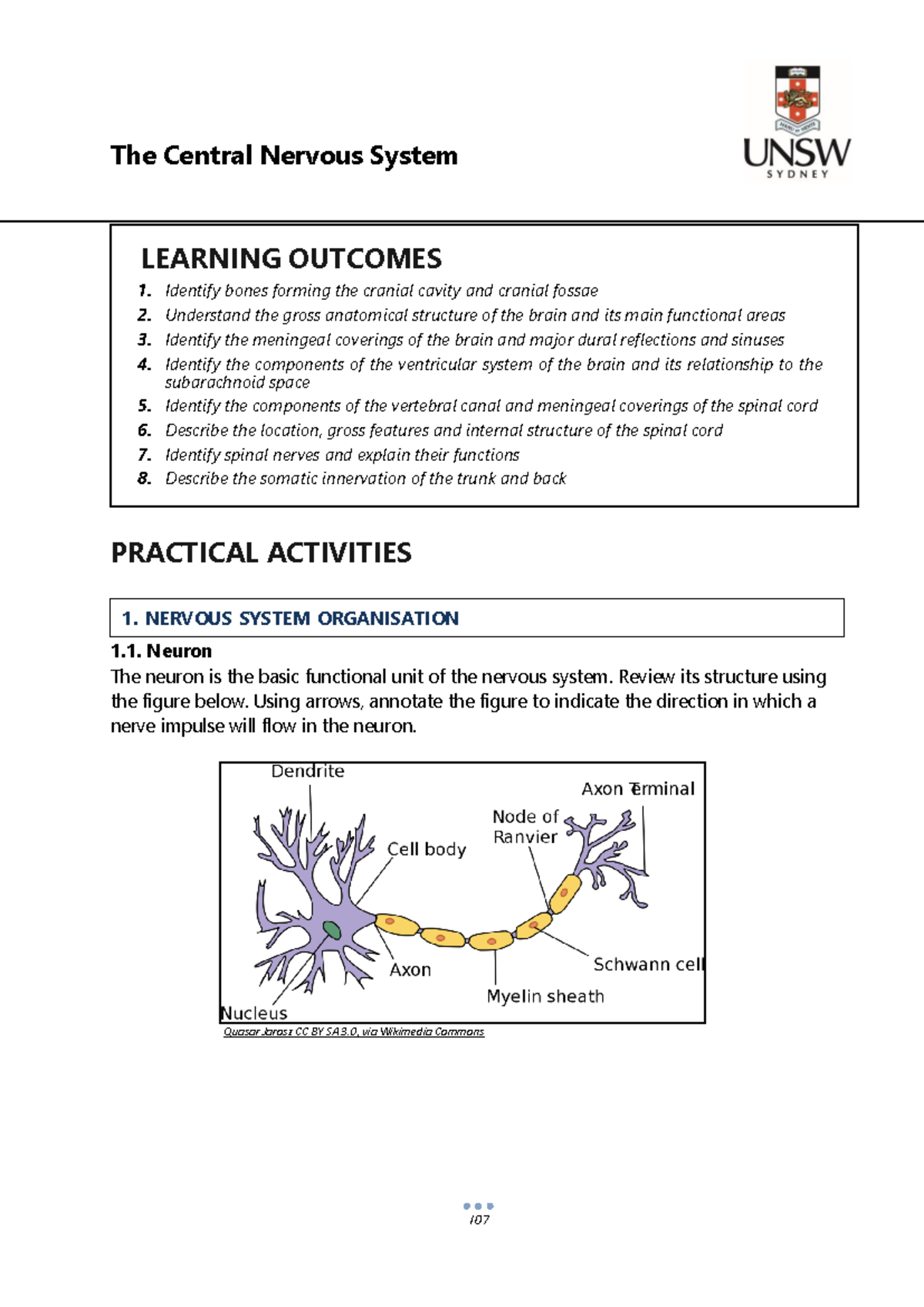 ANAT2511 Workbook - Week 3.1 - Gross Anatomy of the CNS - The Central ...