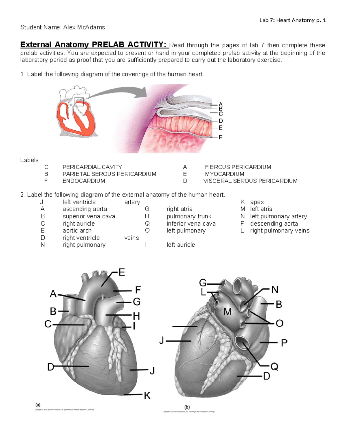 Prelab heart - Lab 7: Heart Anatomy p. 1 Student Name: Alex McAdams ...