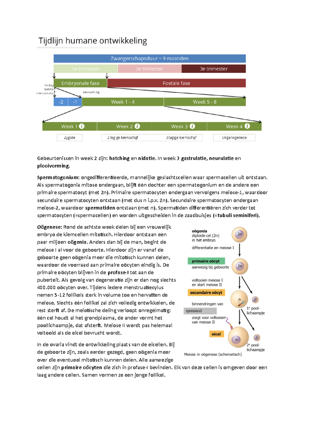 ZSO Embryonale ontwikkeling 1 - Gebeurtenissen in week 2 zijn: hatching ...