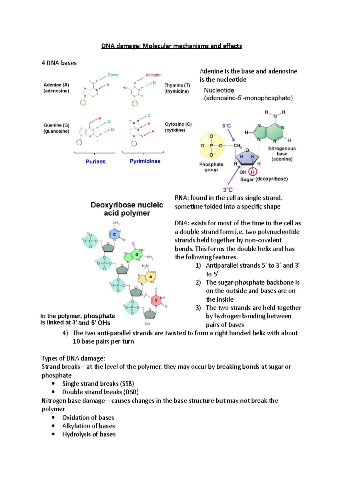 DNA damage- Molecular mechanisms and effects - two polynucleotide ...