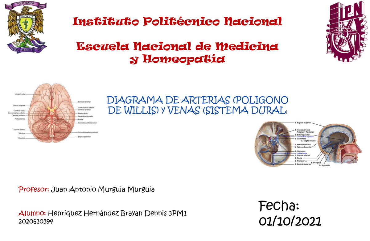 Diagrama DE Arterias ( Poligono DE Willis) y Venas ( Sistema Dural ...