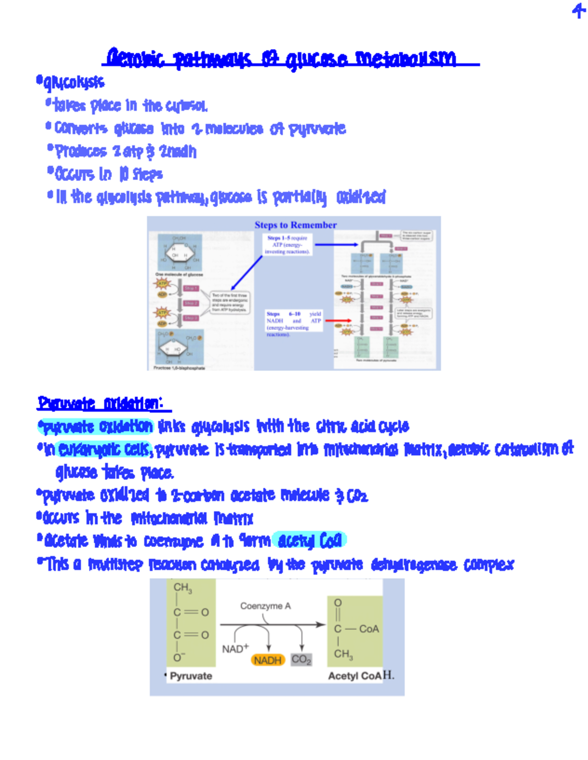 Chapter 9~a - Dr. mohammad Ashraf - Aerobic pathways 07 glucose ...