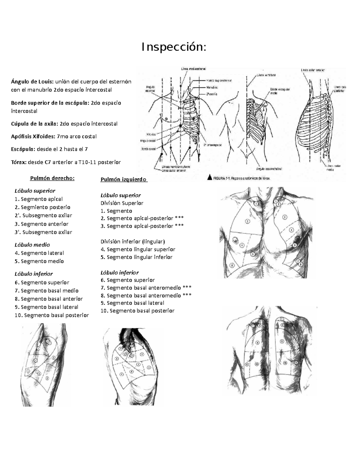 Exploración Tórax información básica - I nspección: Pulmón izquierdo ...