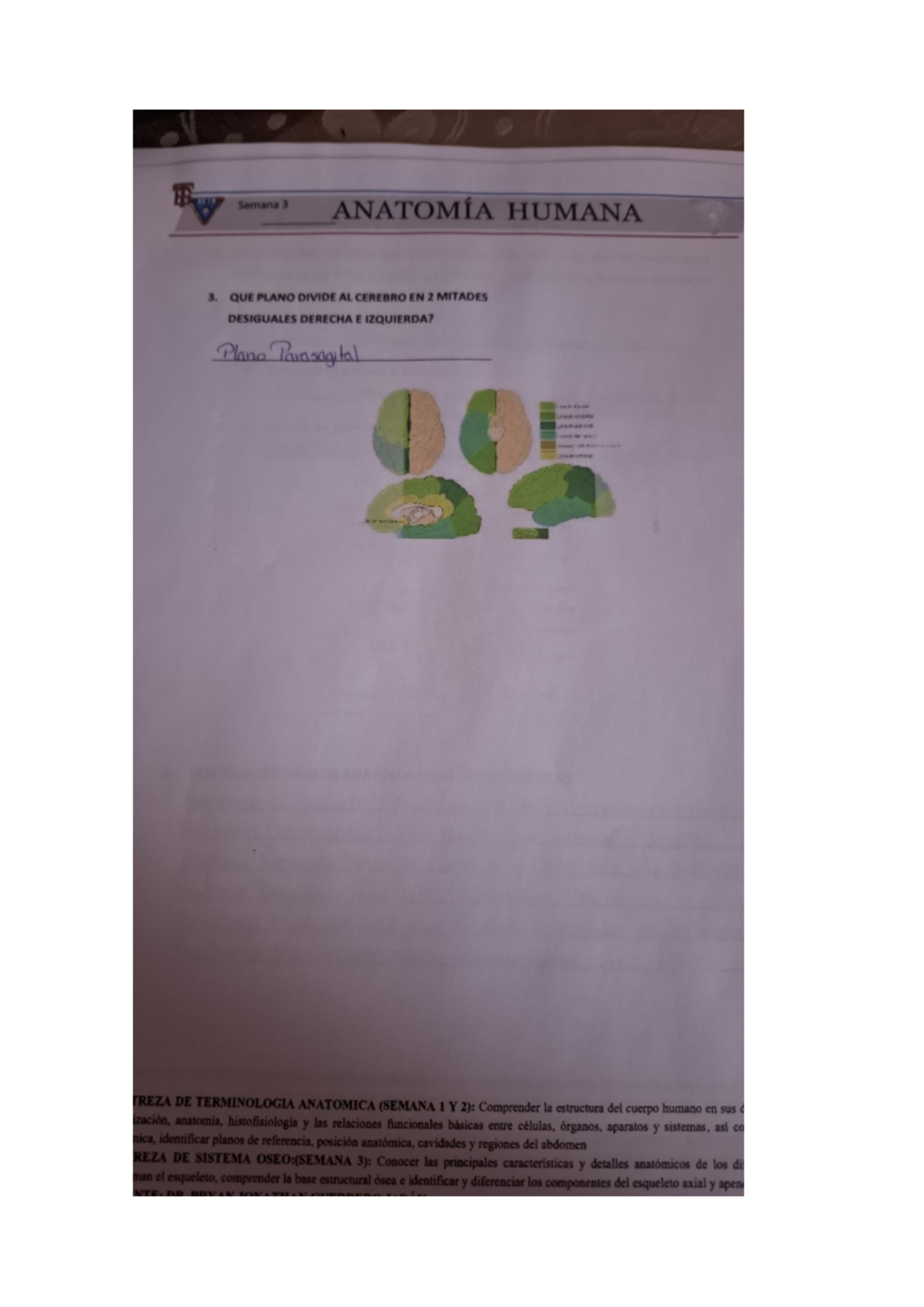 Anatomia 3ro - FRF - Semana 3 ANATOMÍA HUMANA 3. QUE PLANO DIVIDE AL CEREBRO EN 2 MITADES ...