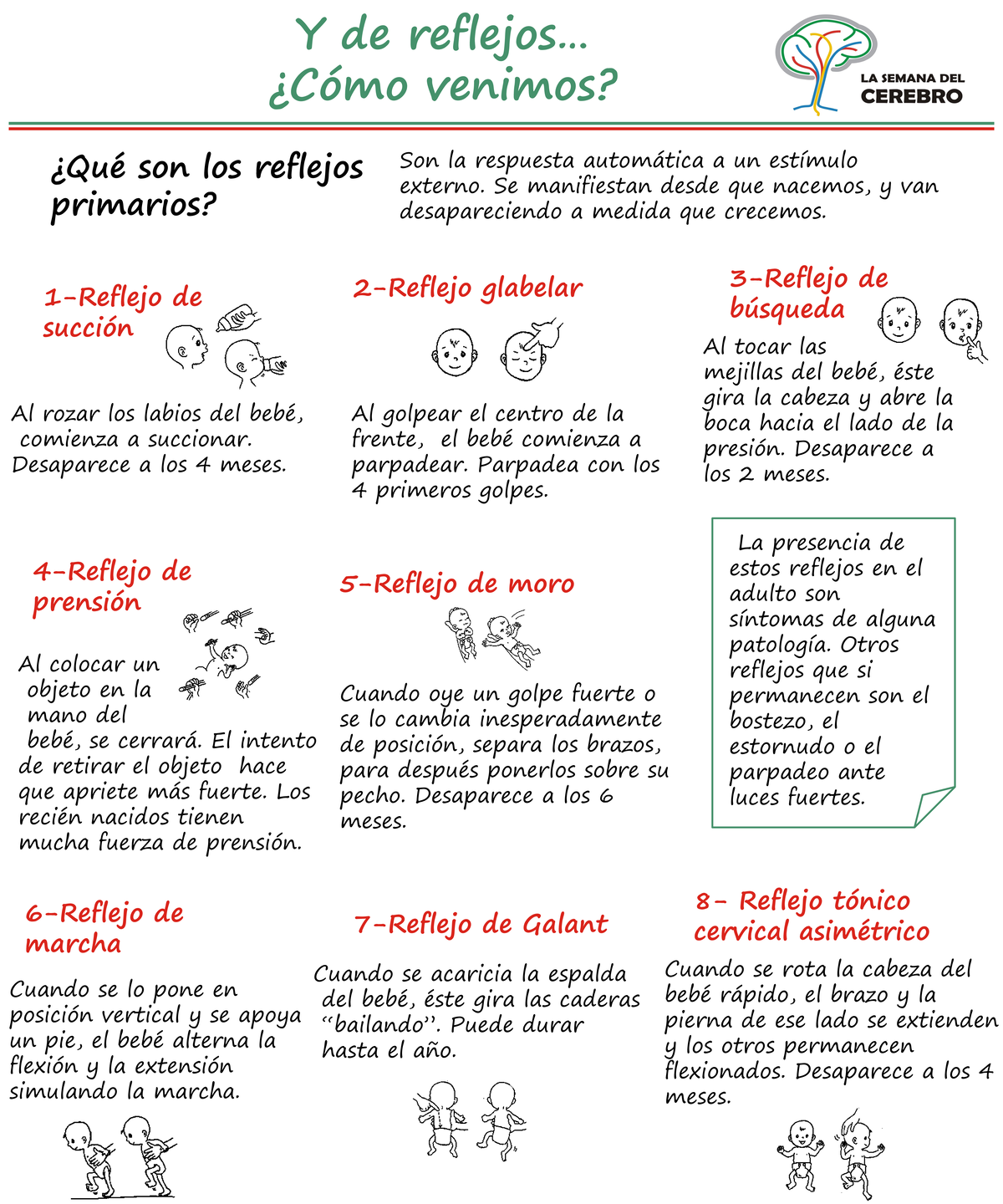 Reflejos Primarios - bebes - Y de reflejos... ¿Cómo venimos? ¿Qué son ...
