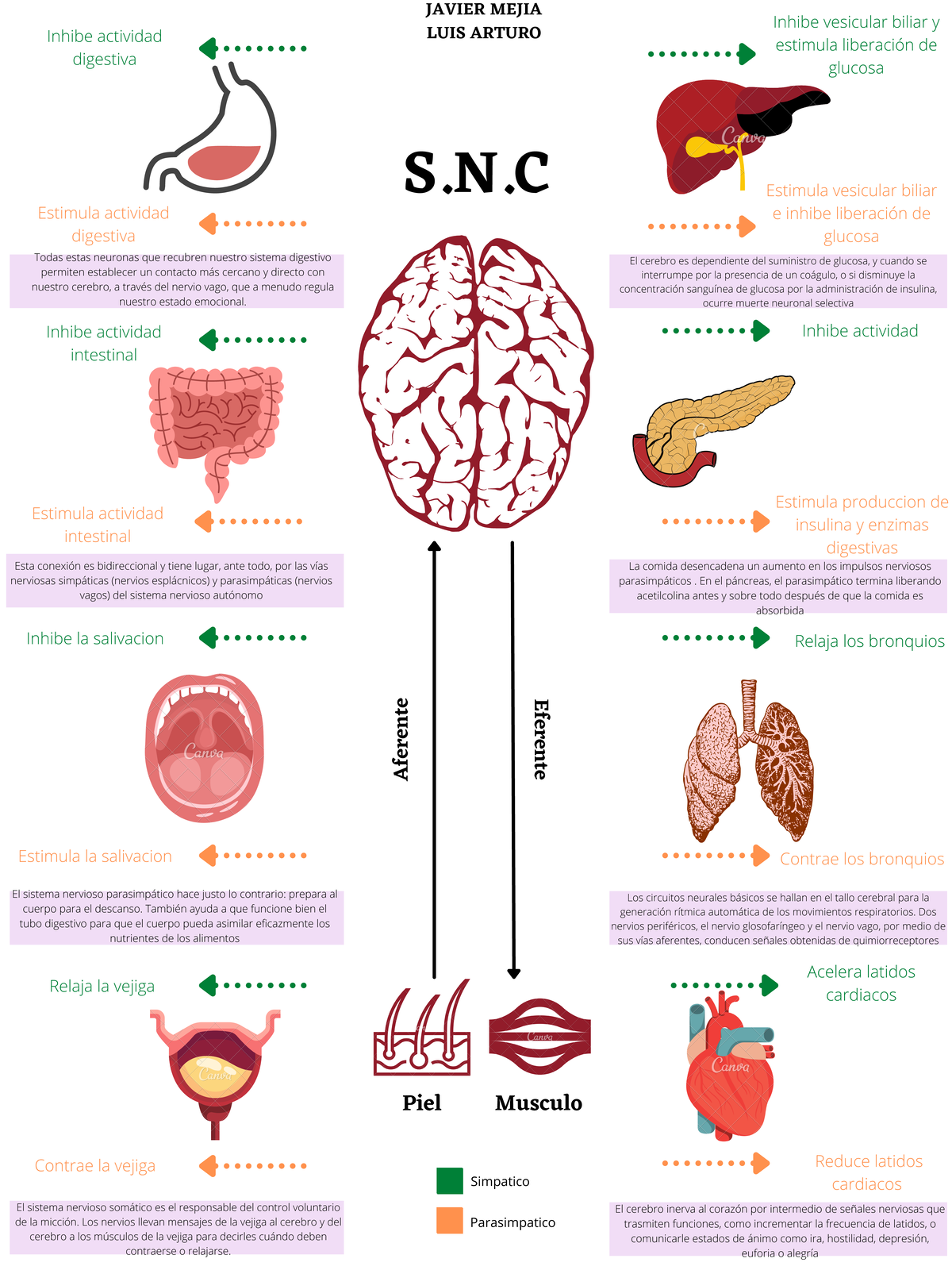 Sistema Nervioso Central - Eferente Aferente Piel Musculo S.N Inhibe ...
