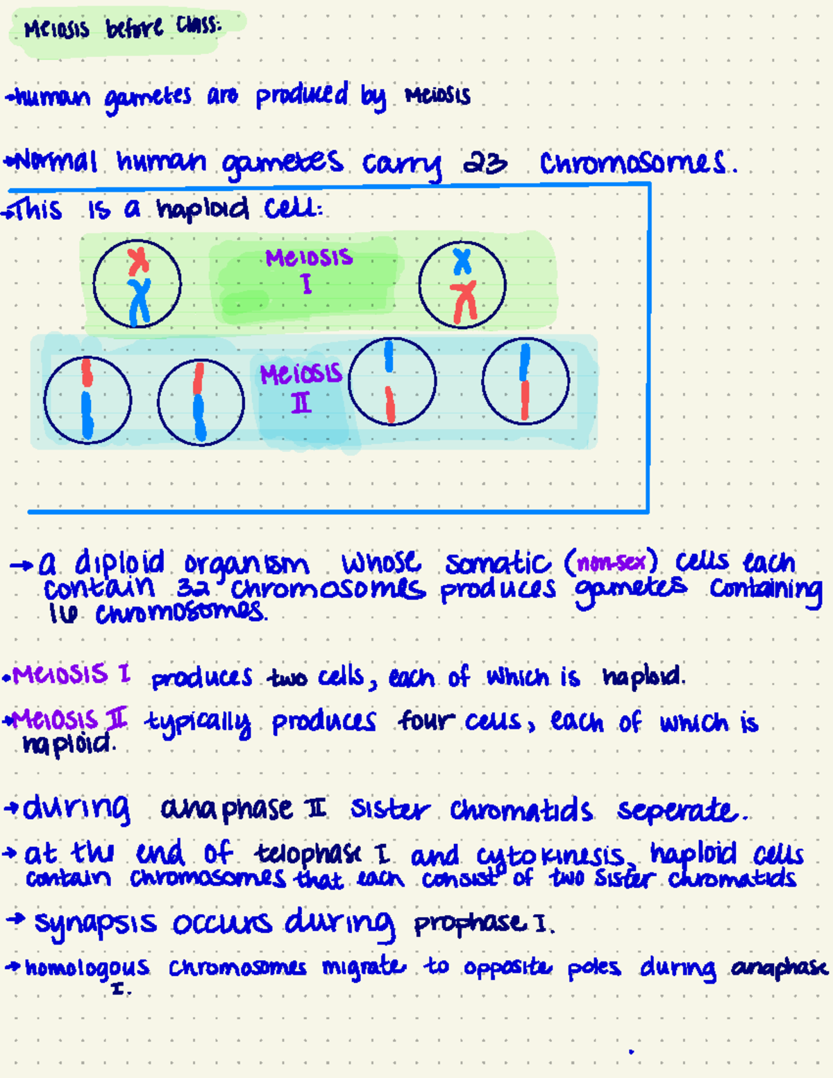 Meiosis Before Class Lecture, Majors Bio1406 TCCD - Meiosis before ...