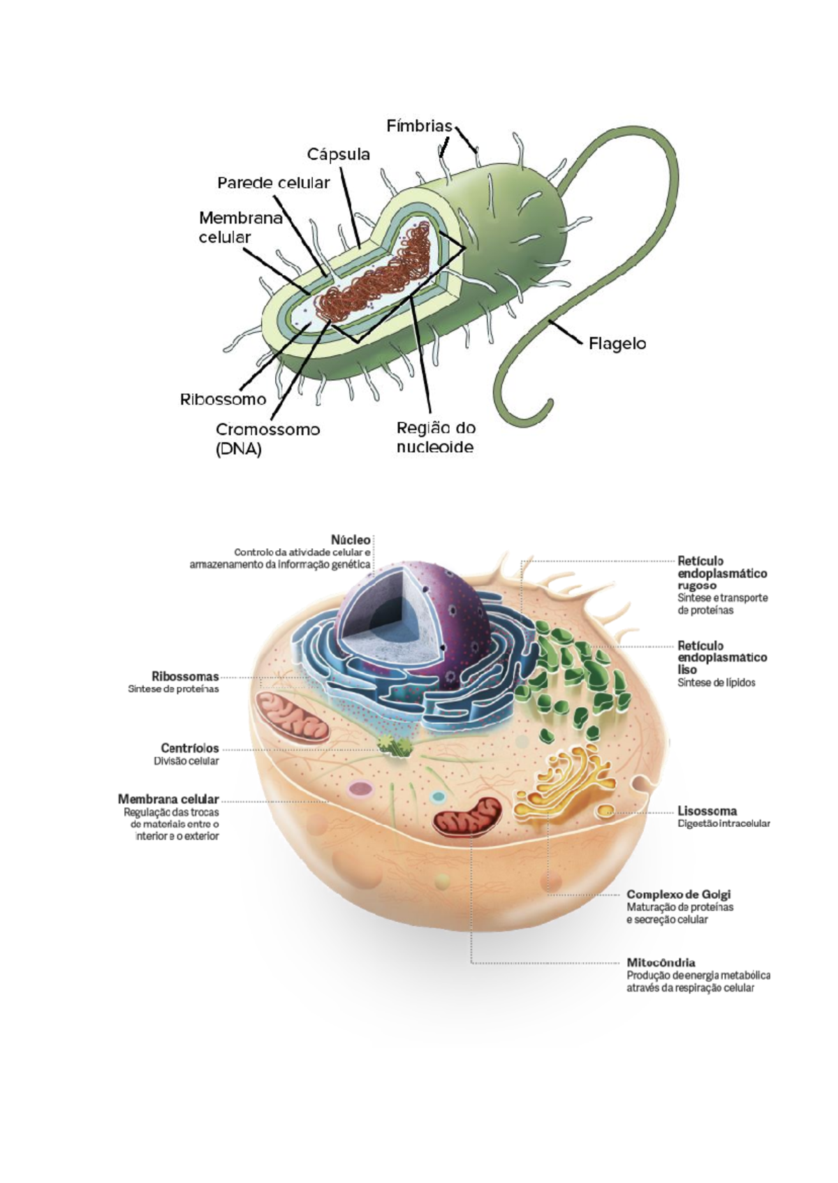Celulas - células - Fímbrias Cápsula Parede celular Membrana celular ...