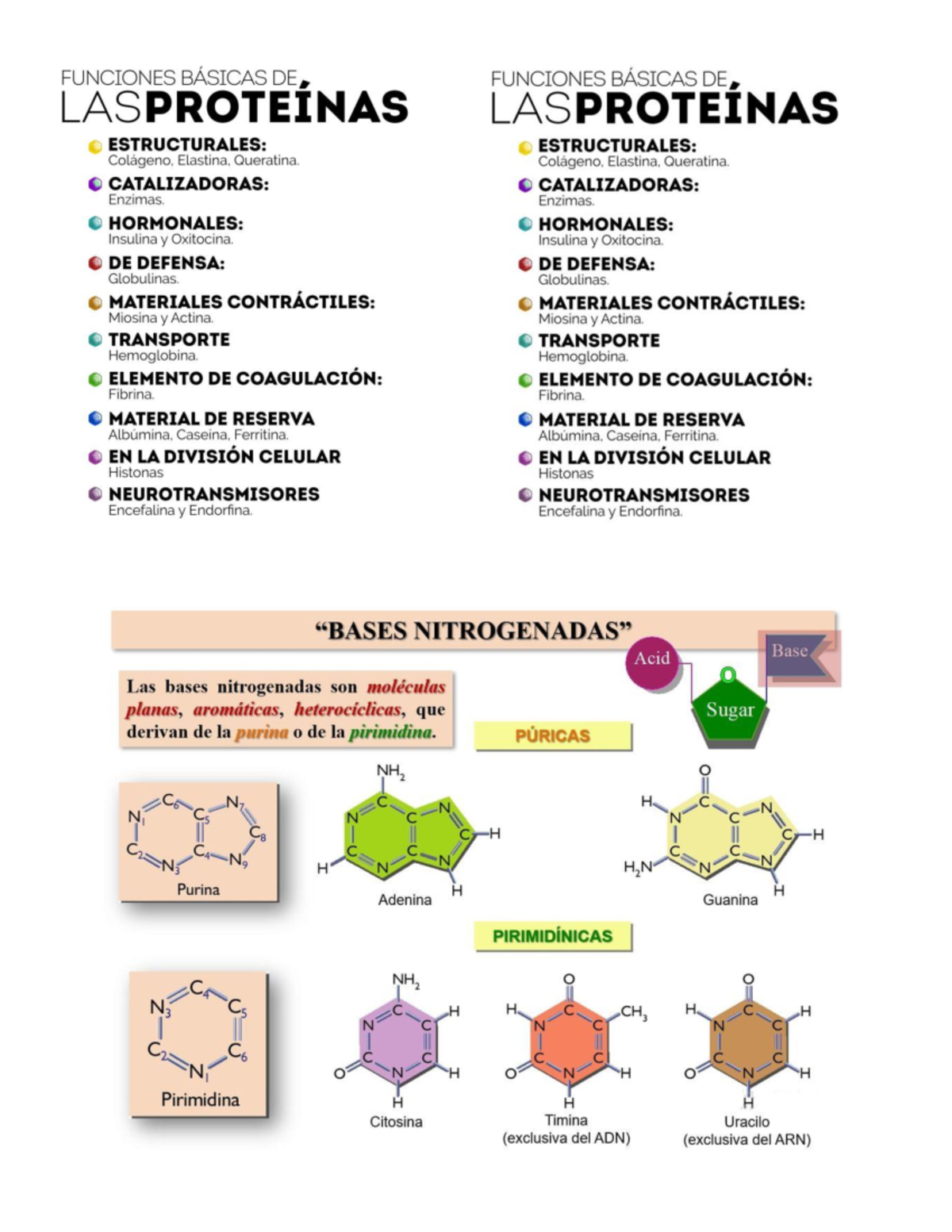 Proteinas y bases nitrogenadas - Biología Celular - Studocu