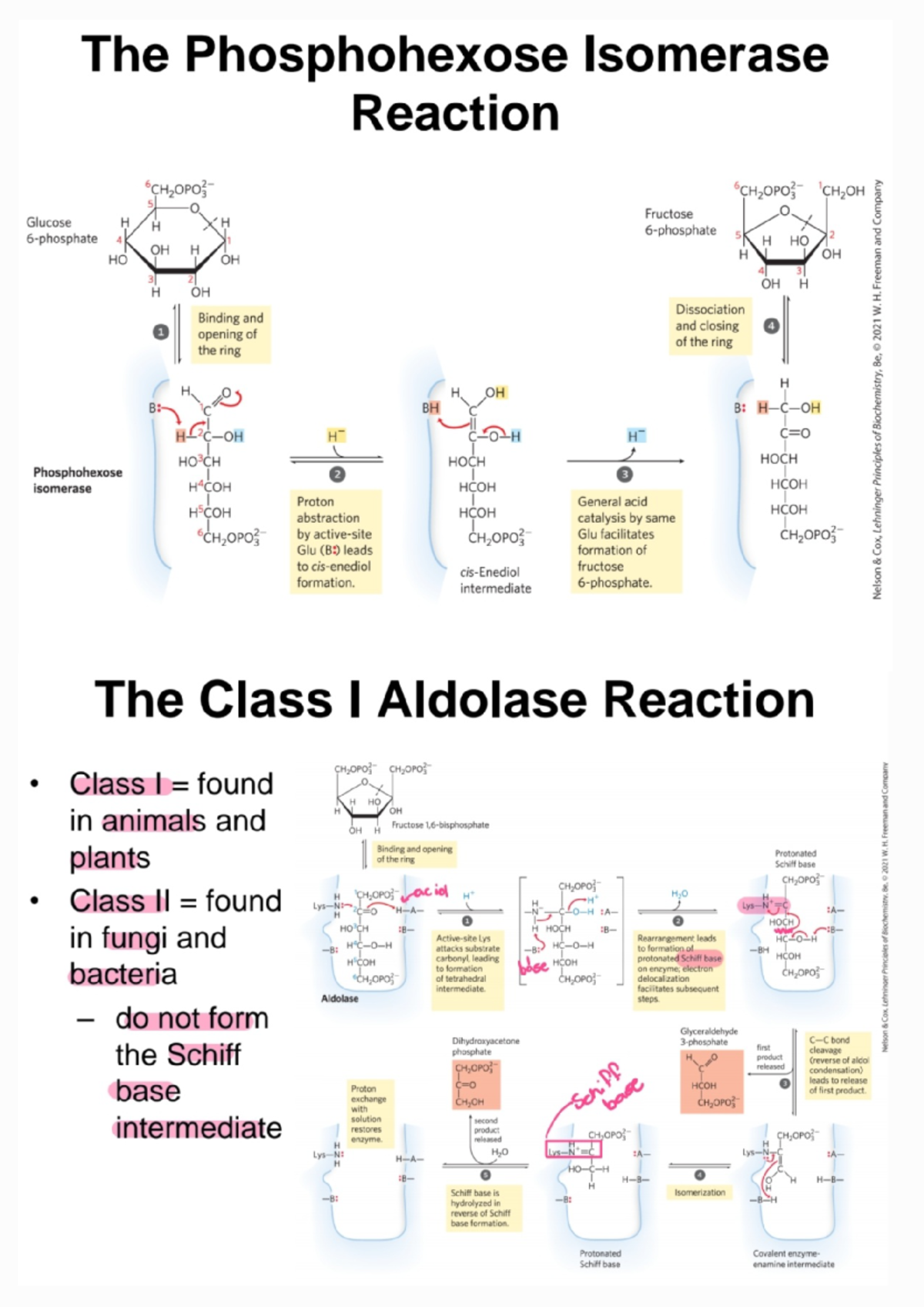Glycolysis mechanisms - The Phosphohexose Isomerase Reaction 6 CH2OPO 6 ...