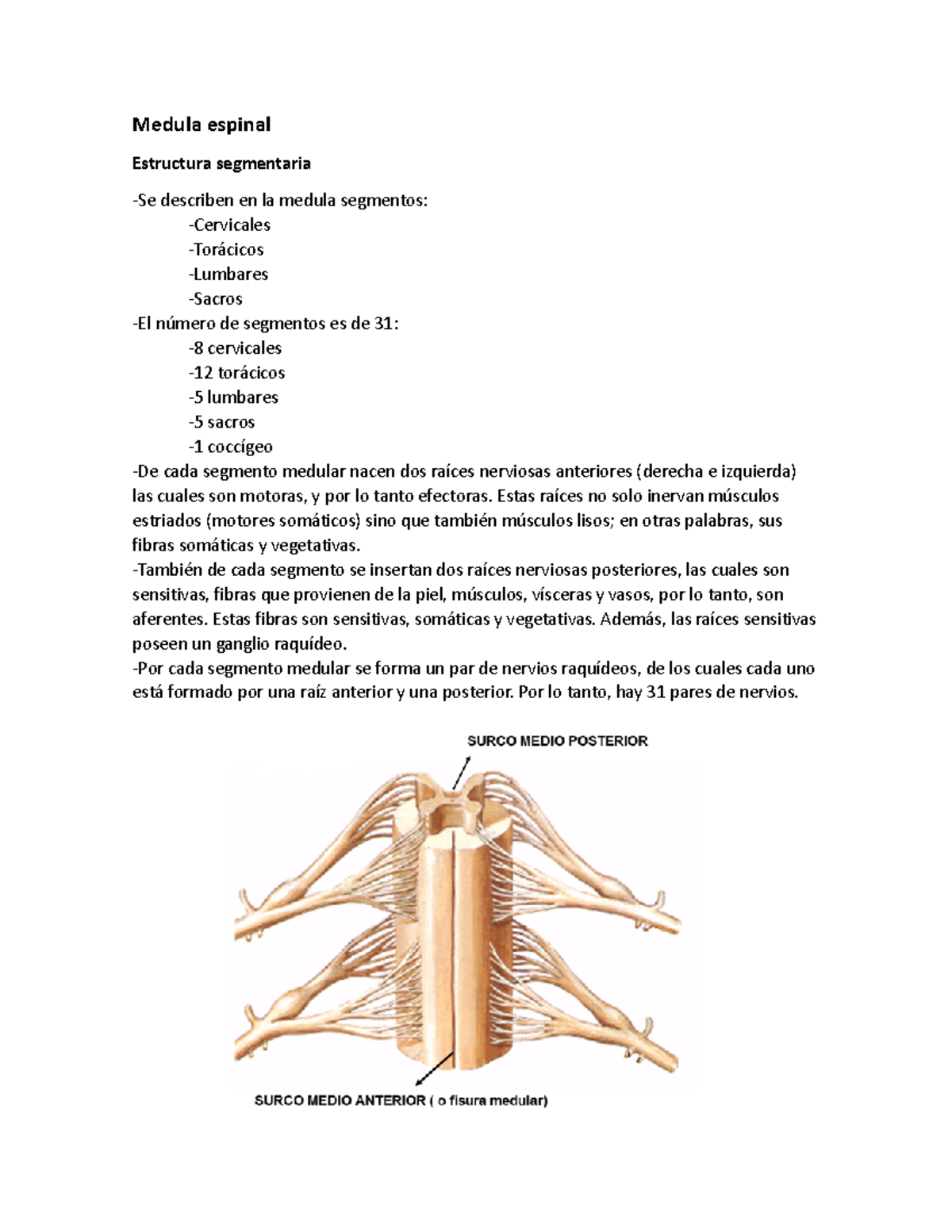 Medula espinal - Anatomía - Udelar - Studocu