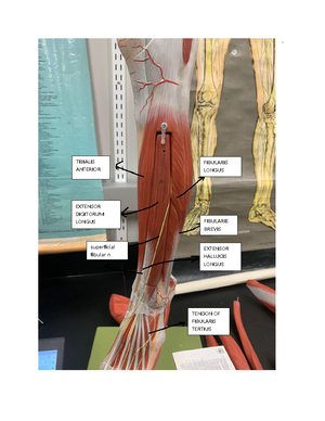 Muscles OF THE Lower LEG - MUSCLES OF THE LOWER LEG • POSTERIOR ...