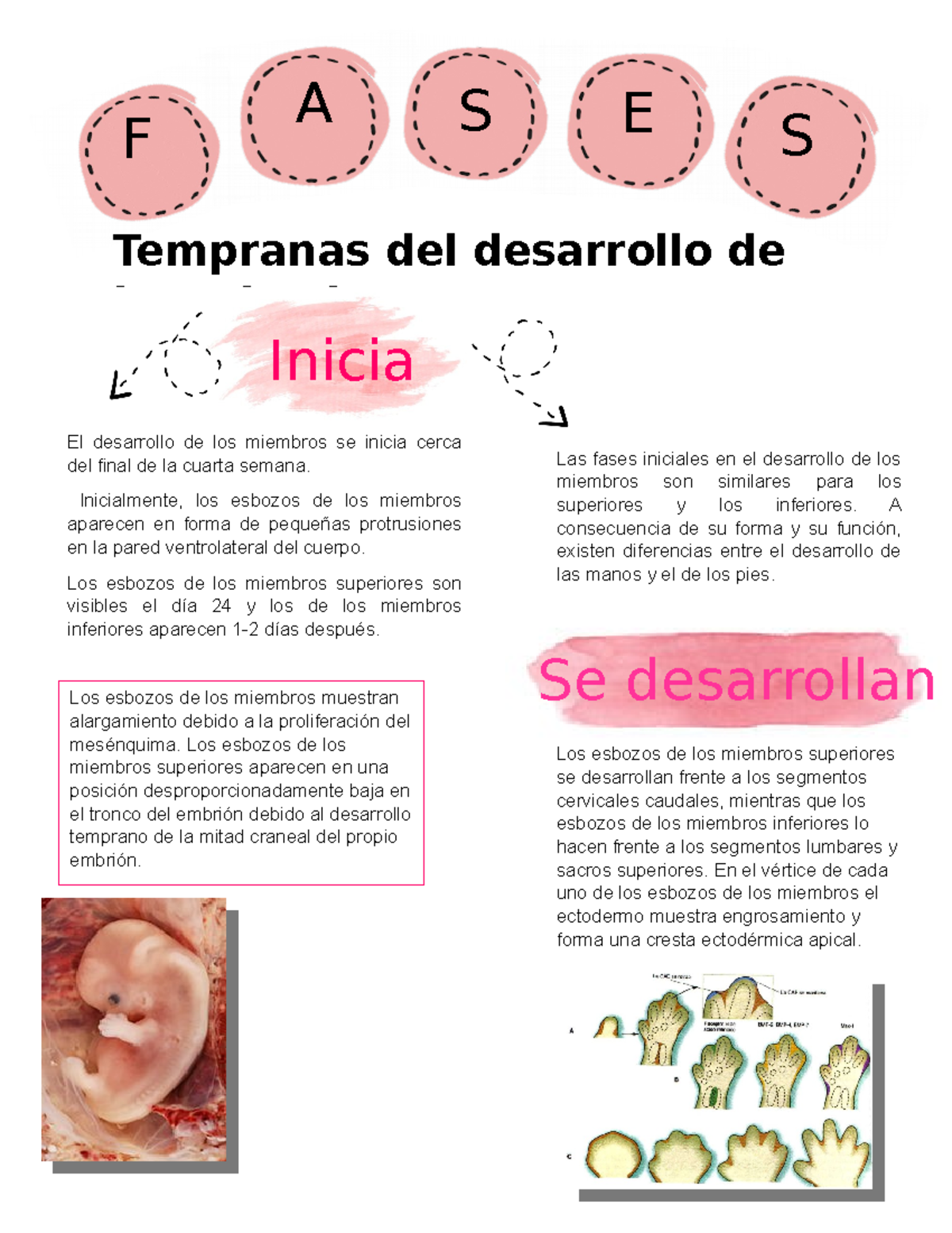 Fases-tempranas - fases tempranas del desarrollo de los miembros ...