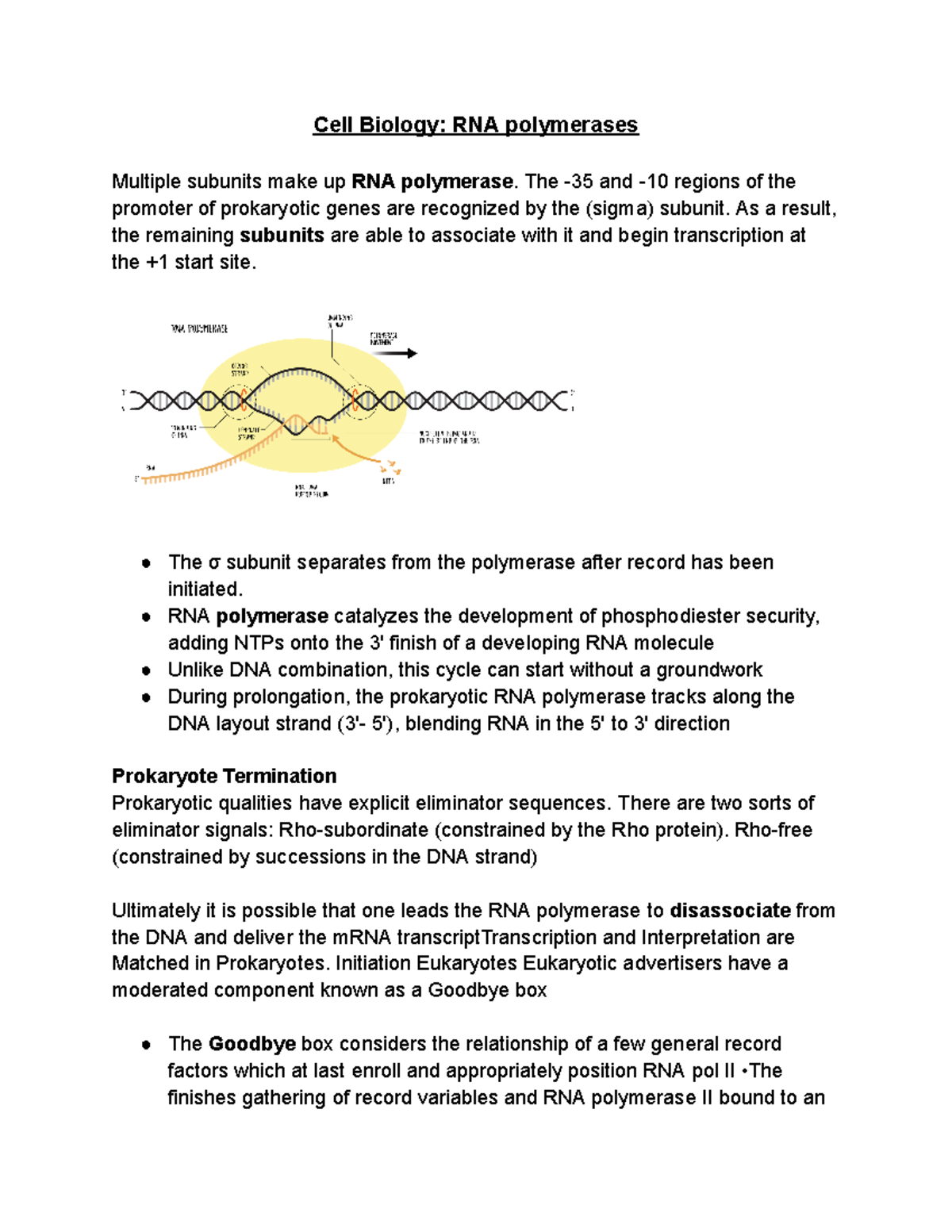 Cell Biology RNA polymerases - Cell Biology: RNA polymerases Multiple ...