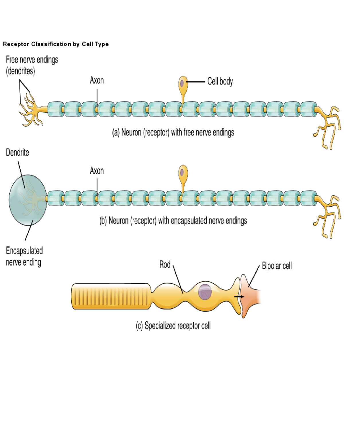 Ch 14 somatic nervous system Figures - Receptor Classification by Cell ...