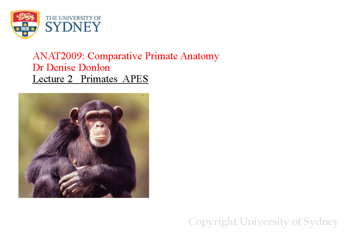 ANAT2009 Primates-Apes 22-1 - ANAT2009: Comparative Primate Anatomy Dr ...