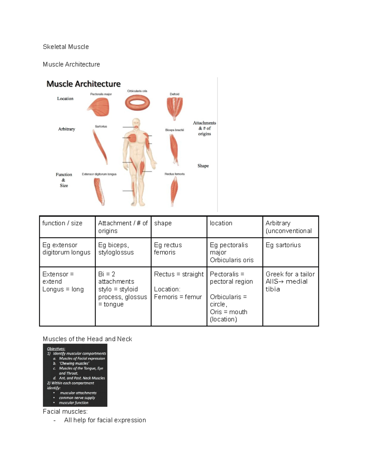 Muscles Head and Neck - Lecture notes - Skeletal Muscle Muscle ...