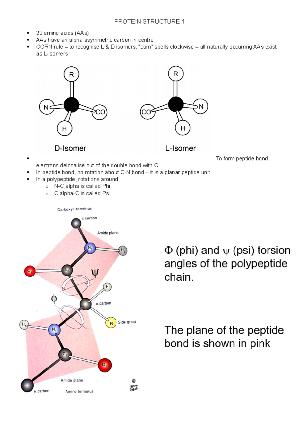 5 Protein Structure - PROTEIN STRUCTURE 1 20 amino acids (AAs) AAs have ...