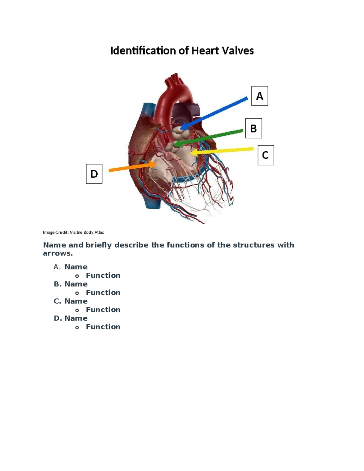 Heart valves-1 - n/a - bio112 - Identification of Heart Valves Image ...