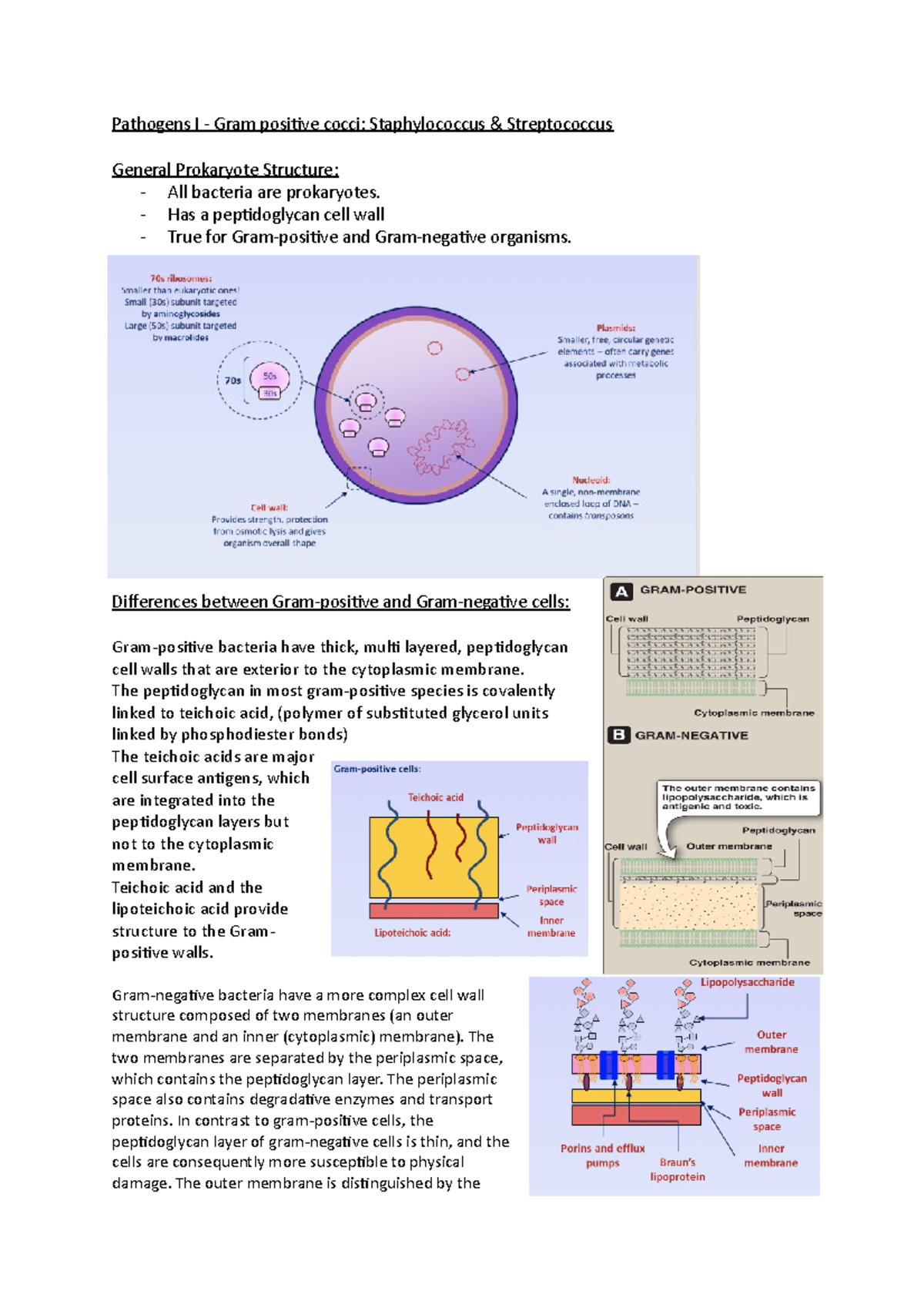 Pathogens I overview summary notes - Pathogens I - Gram positive cocci ...
