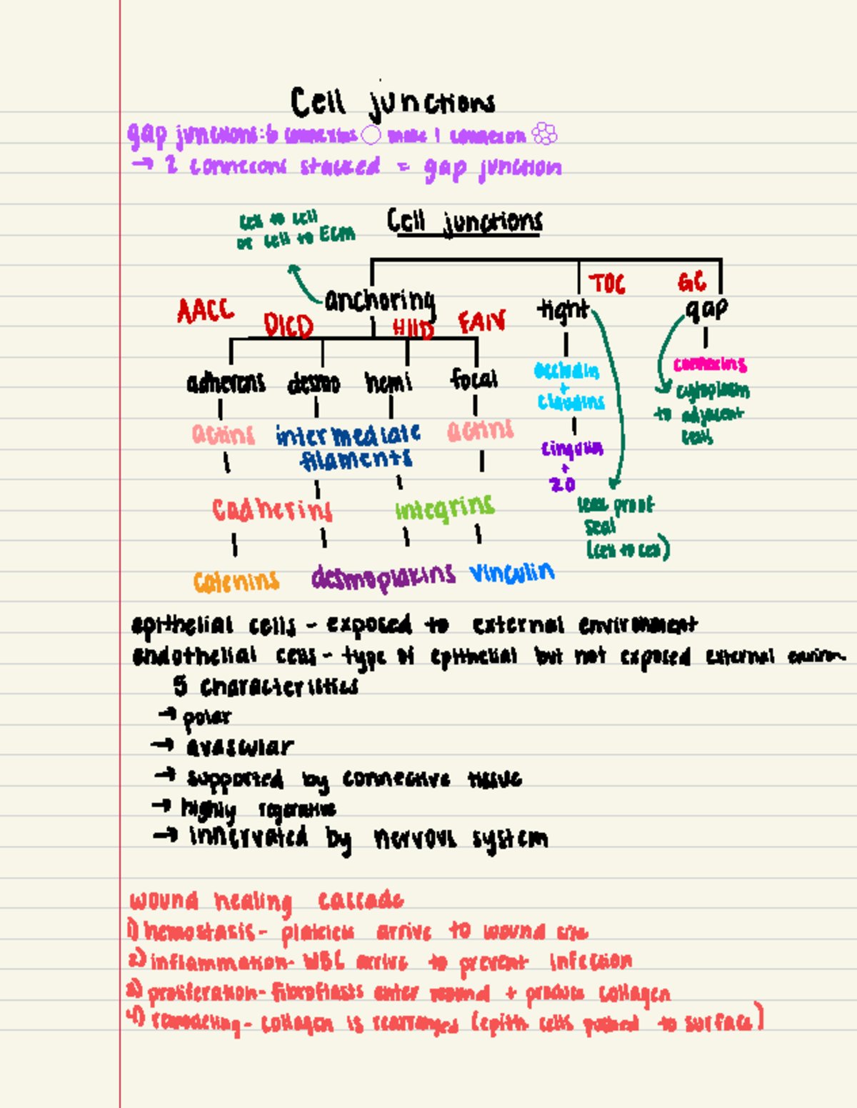 Unit 2 Lecture Notes - Cell junctions gap junctions: 6 connexins make I ...