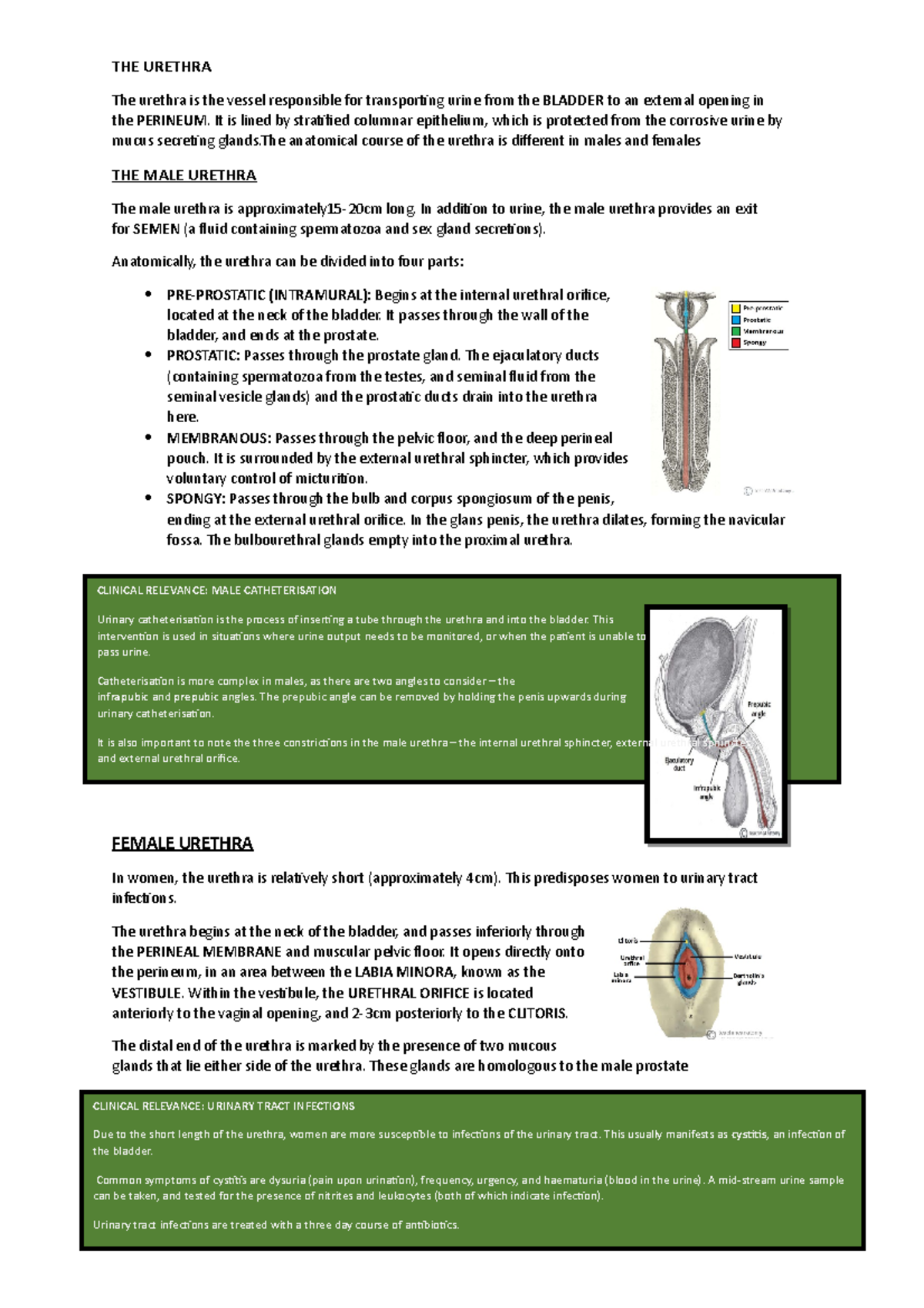 THE Urethra - Lecture notes 1 - THE URETHRA The urethra is the vessel ...