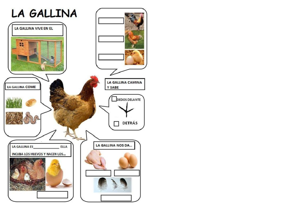 Utilidad DE LIS Animales - Ciencias Sociales - LA GALLINA LA GALLINA ...