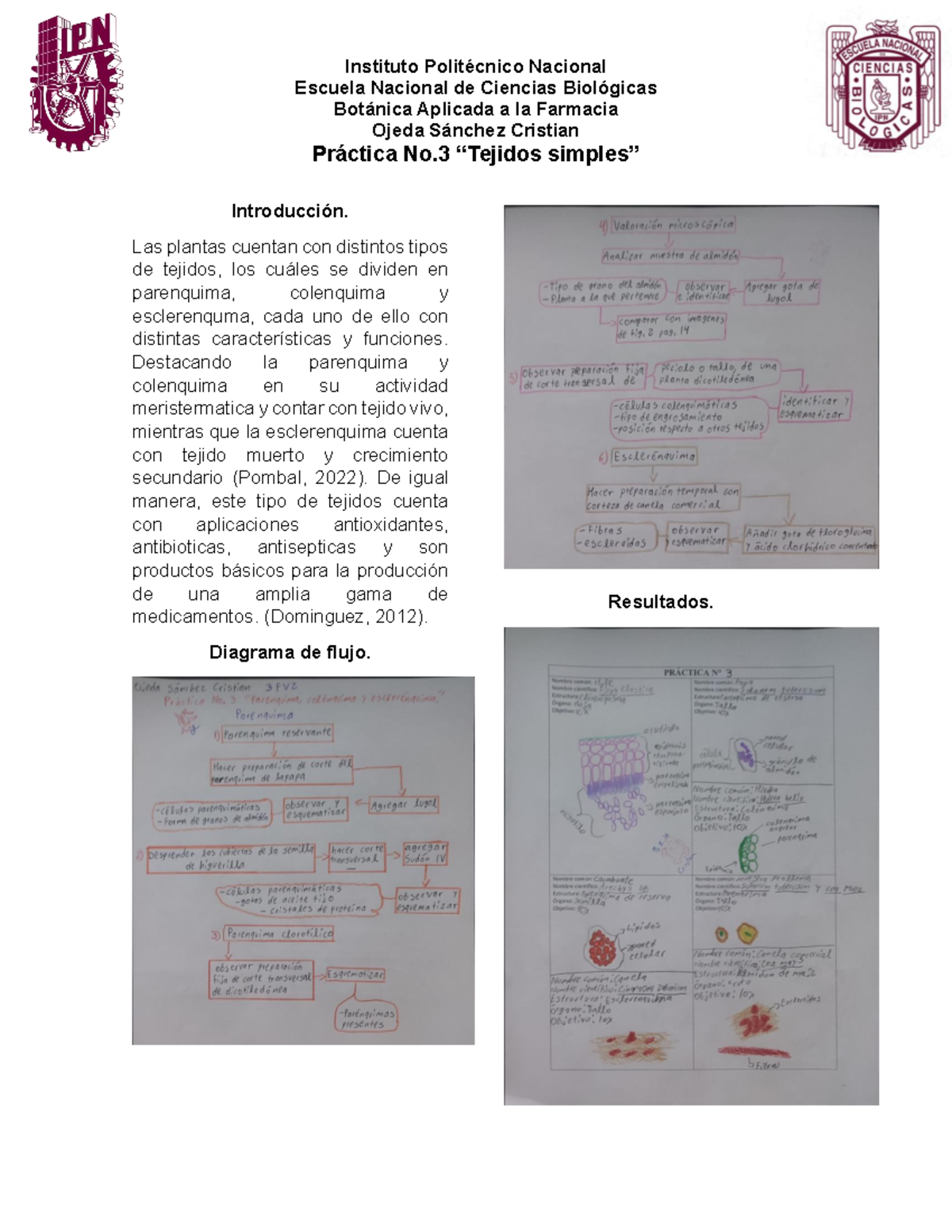 Practica 3-Tejidos simples - Escuela Nacional de Ciencias Biológicas ...