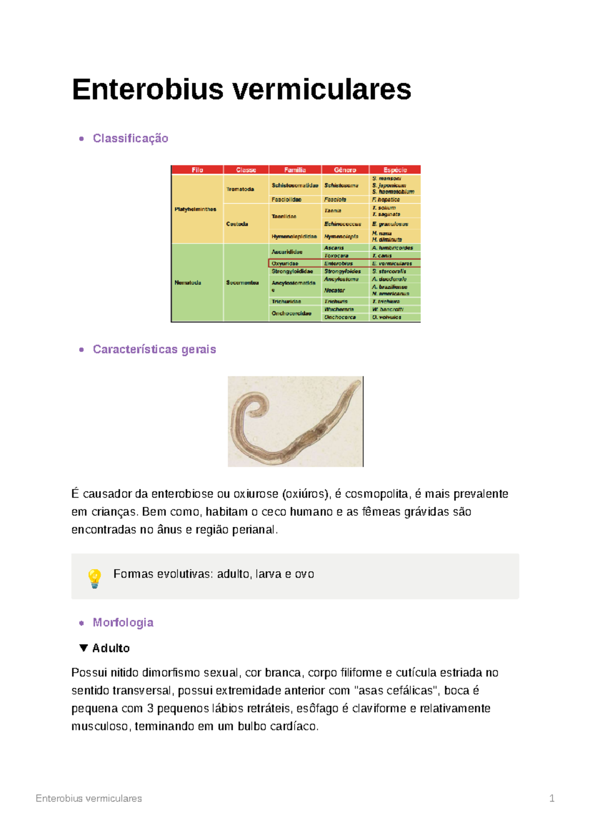 Enterobius vermiculares - Enterobius vermiculares Classificação ...