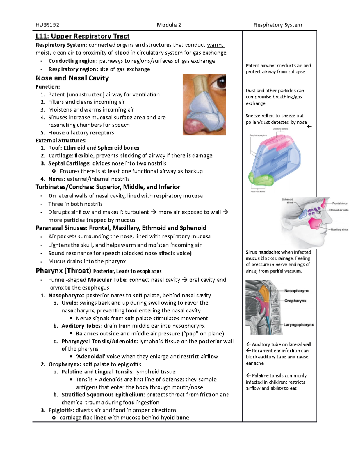 Module 02 Respiratory System - L11: Upper Respiratory Tract Respiratory ...