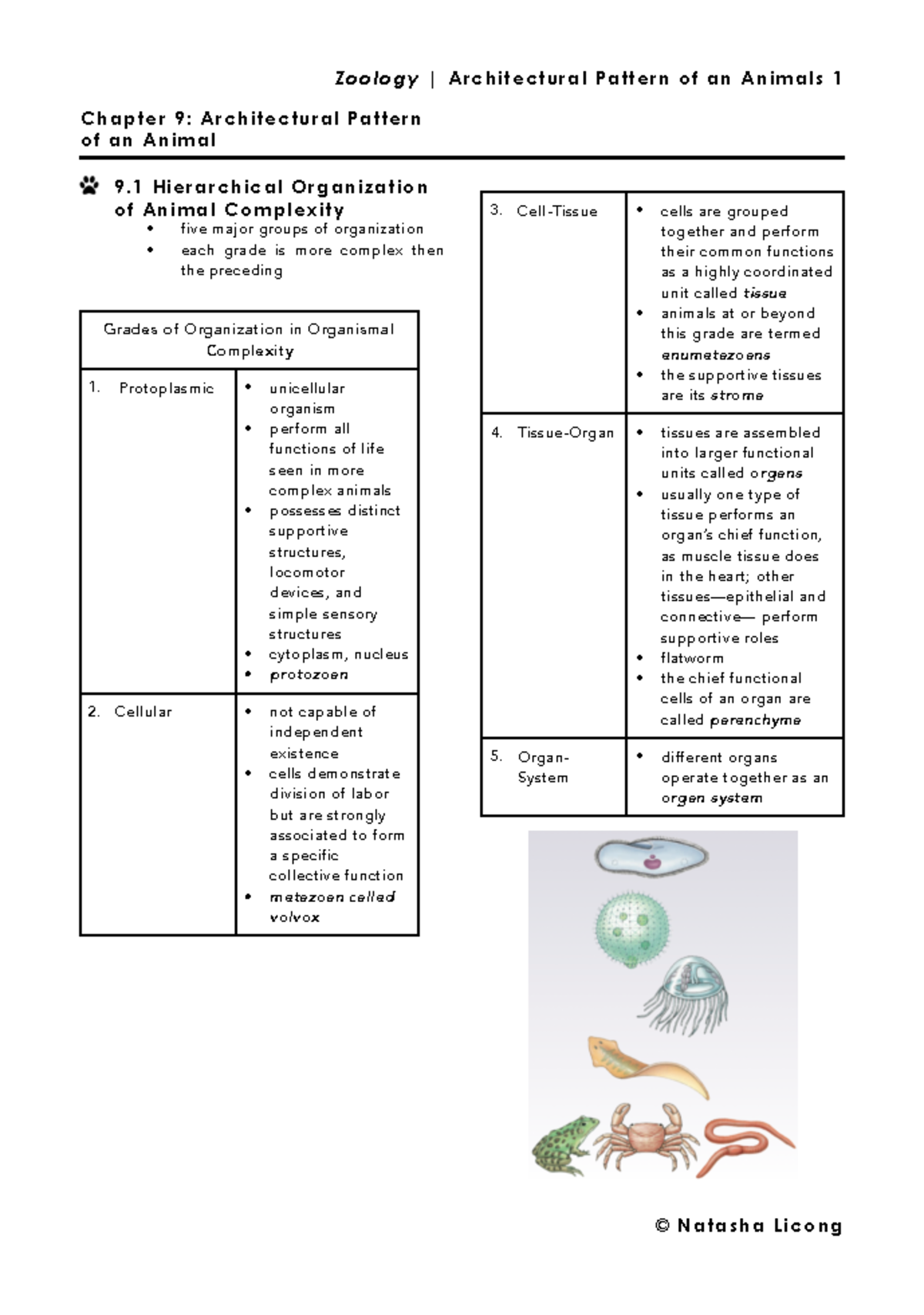 Zoology Chapters 9-11 - Zoology | Architectural Pattern of an Animals 1 ...