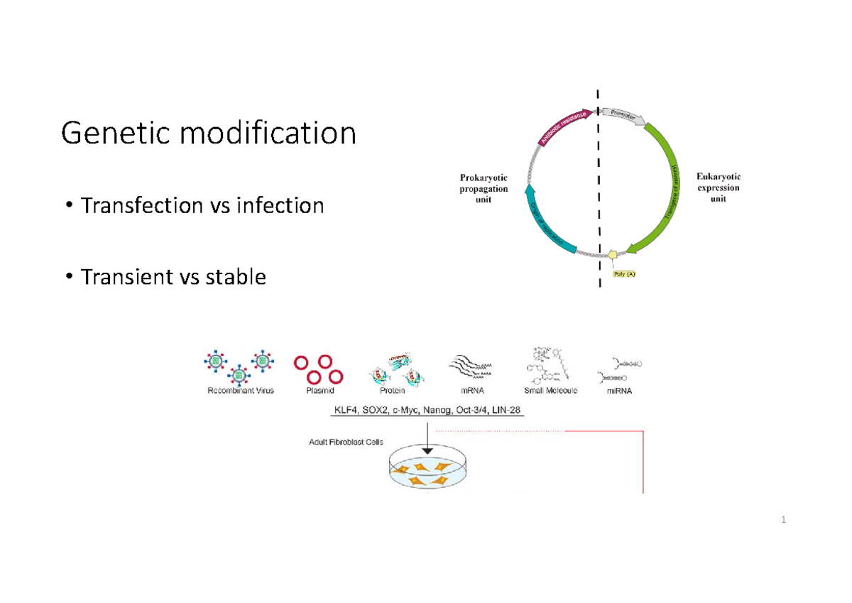 2 - Notes - Genetic modification Transfection vs infection Transient vs ...