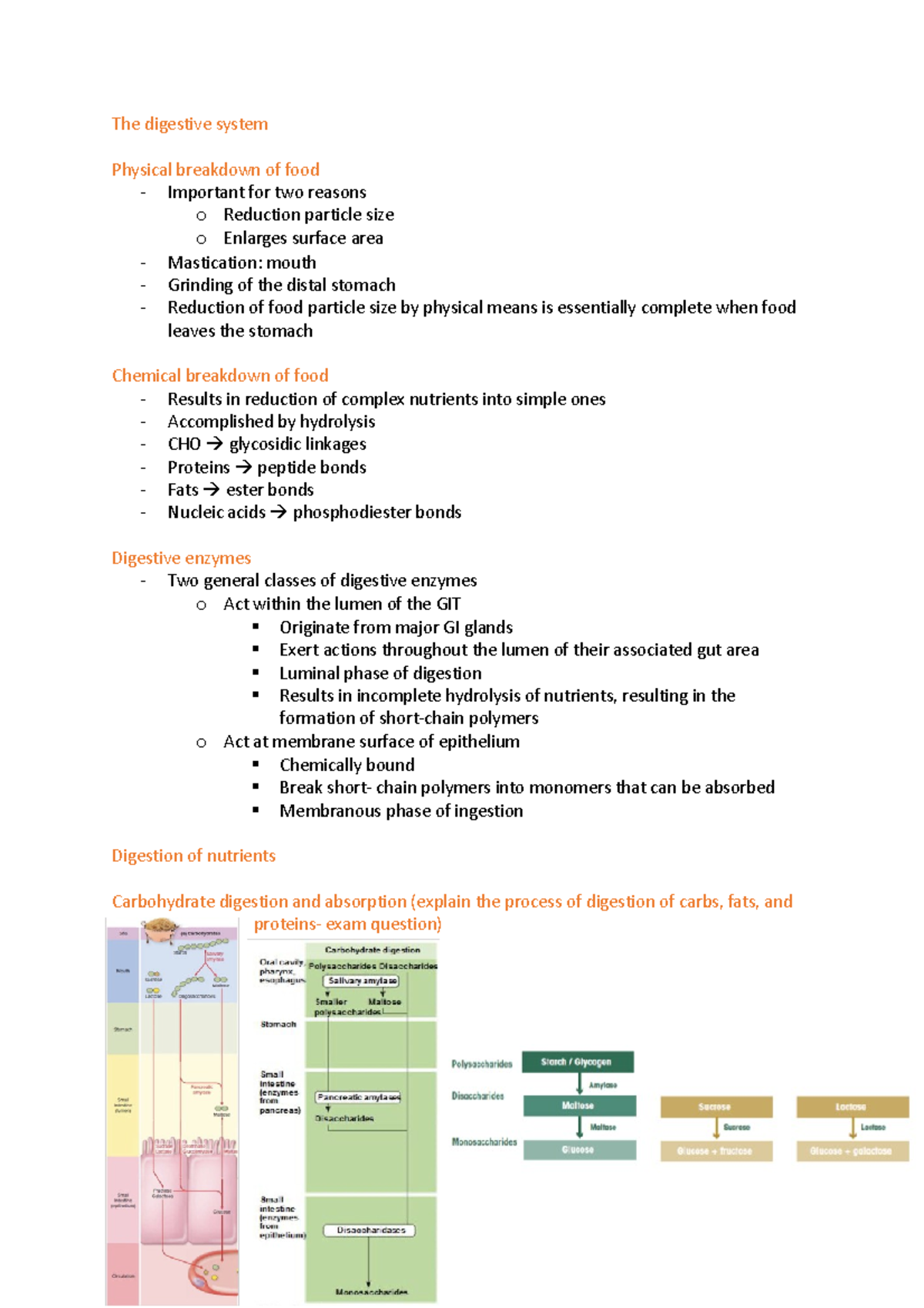 The digestive system 3 - Notes - The digestive system Physical ...
