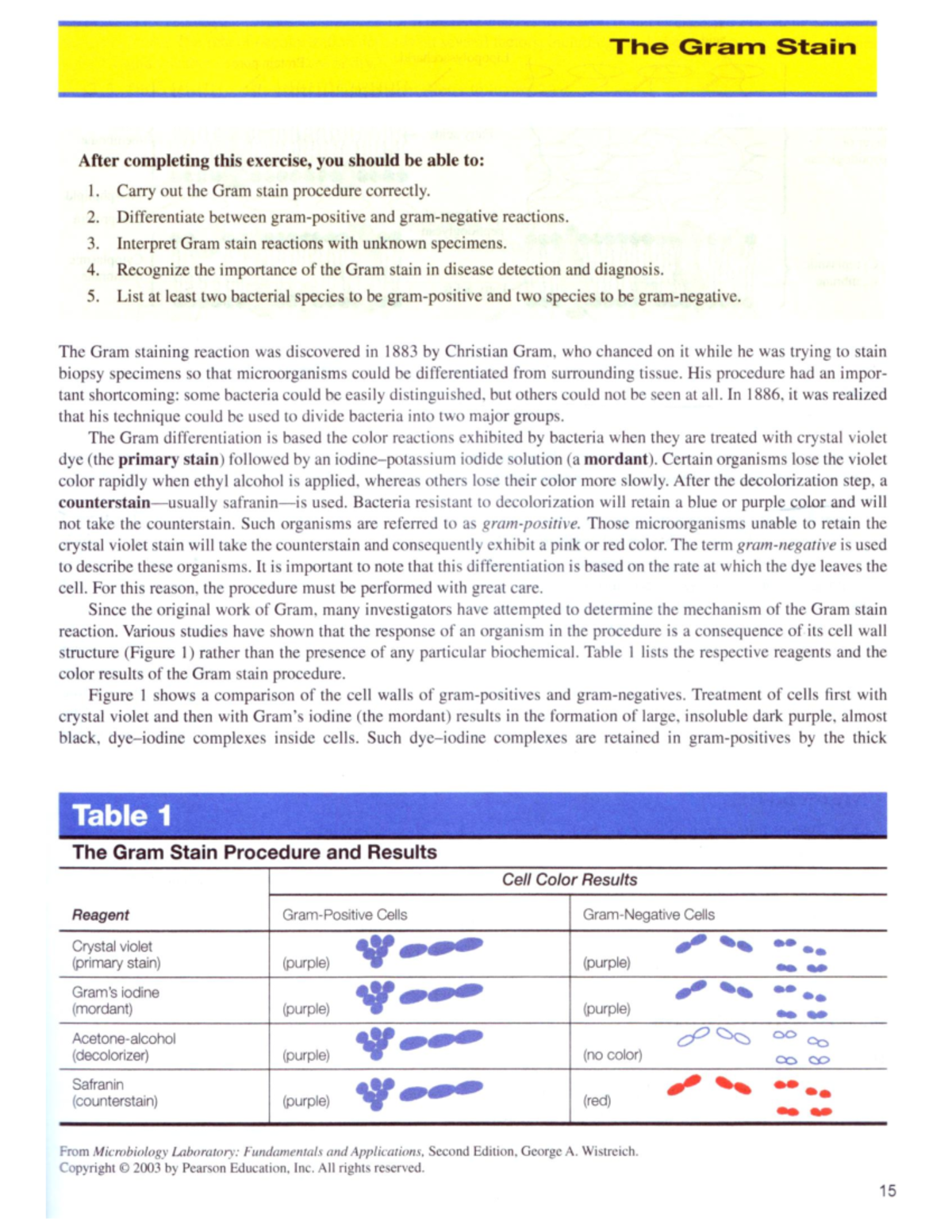 The Gram Stain - BAM108 - Studocu