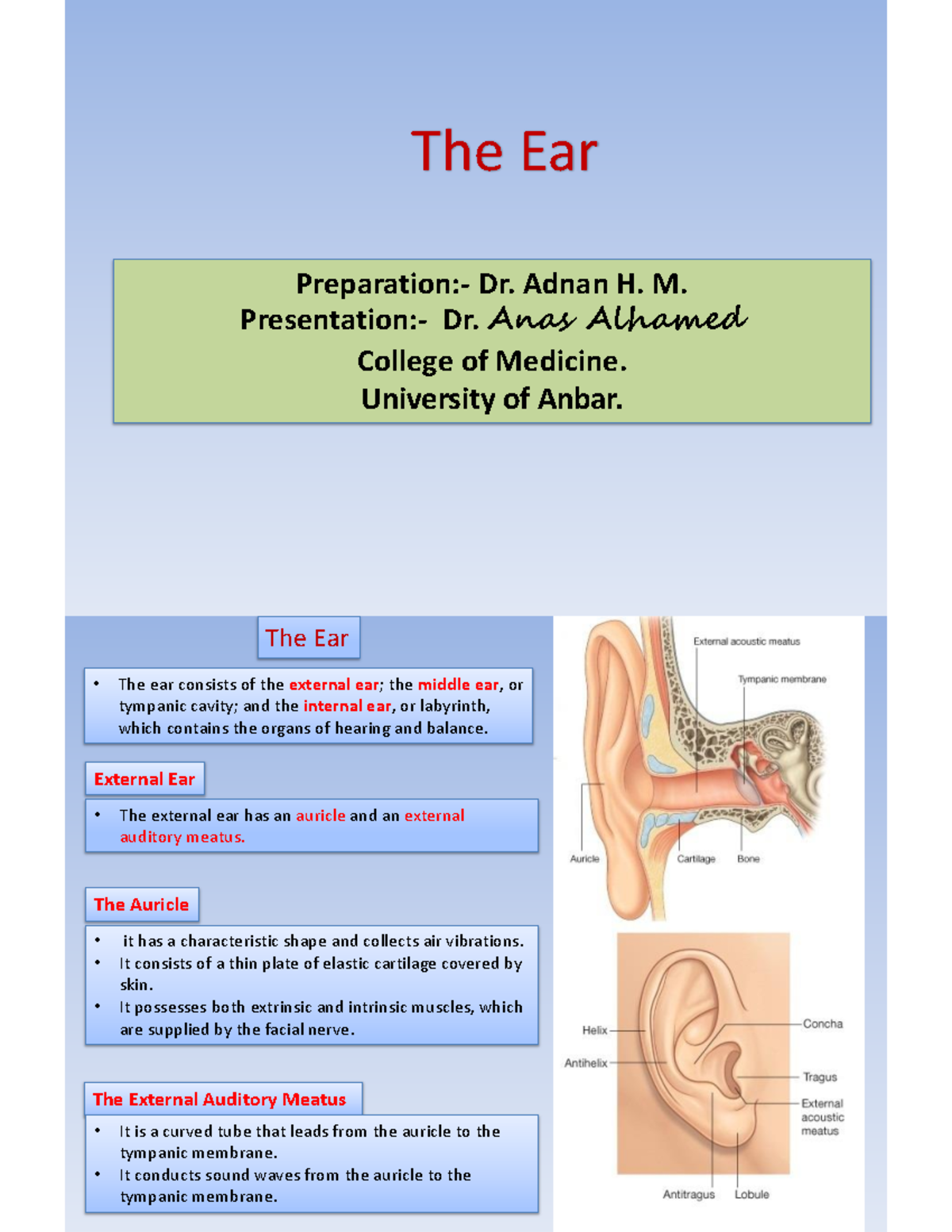 The Ear - The Ear - The Ear Preparation:- Dr. Adnan H. M. Presentation ...