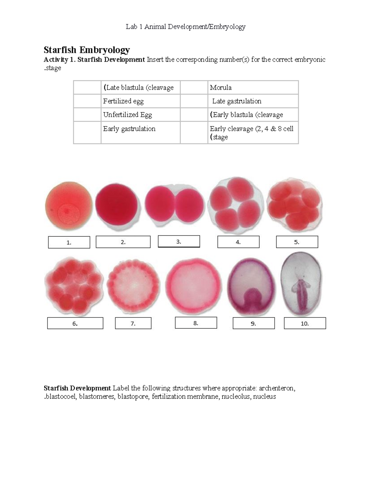 Lab 1 Animal Development - Starfish Embryology Activity 1. Starfish ...