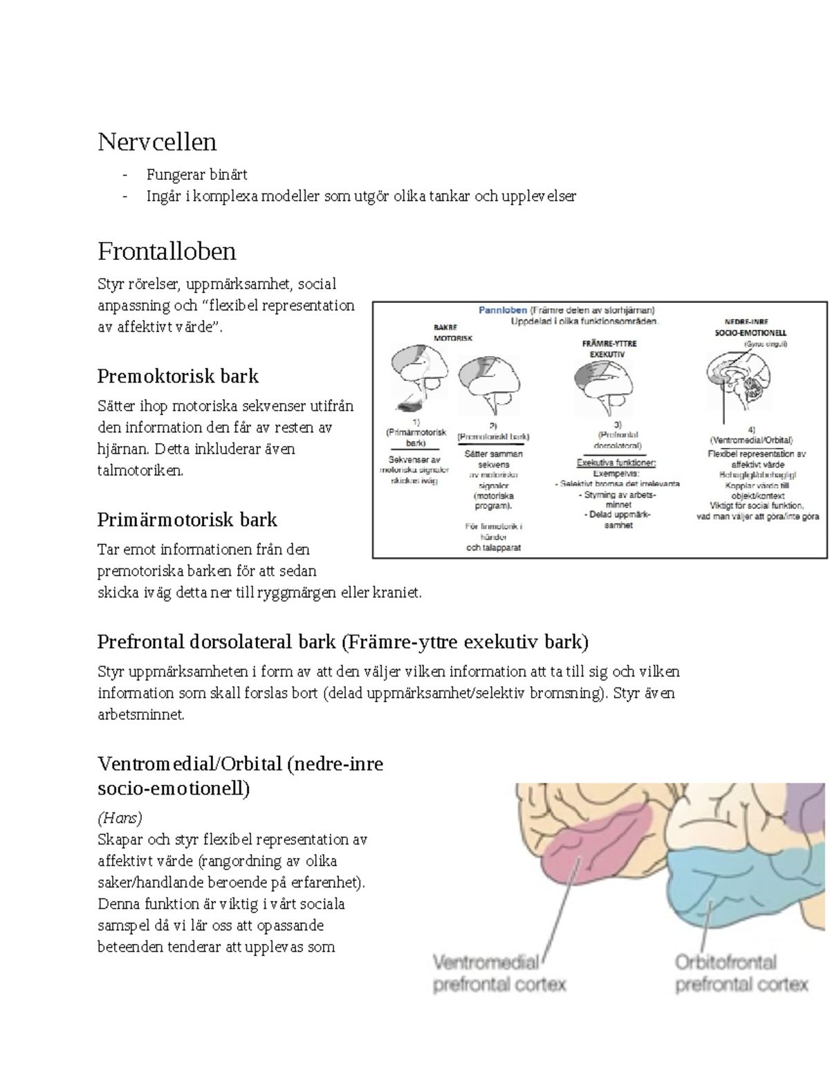 Biopsykanteckningar - Nervcellen Fungerar binärt Ingår i komplexa ...