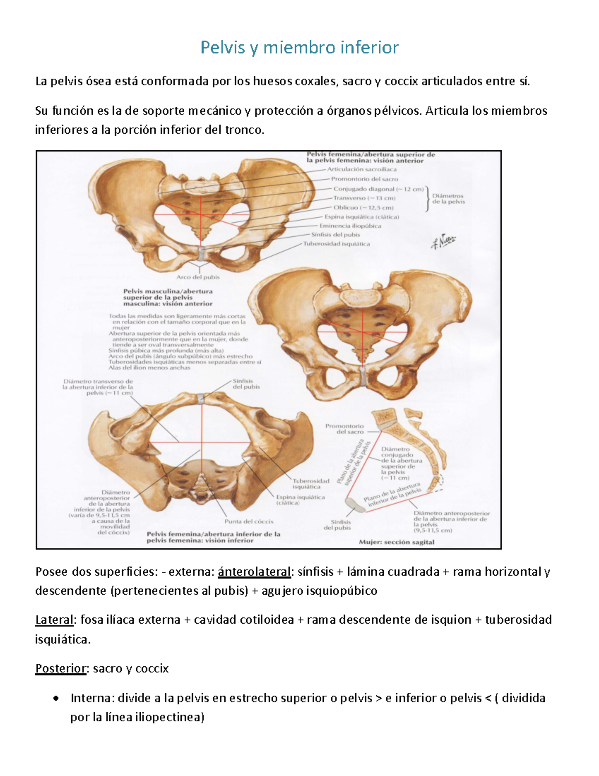 Pelvis y miembro inferior - Su función es la de soporte mecánico y ...