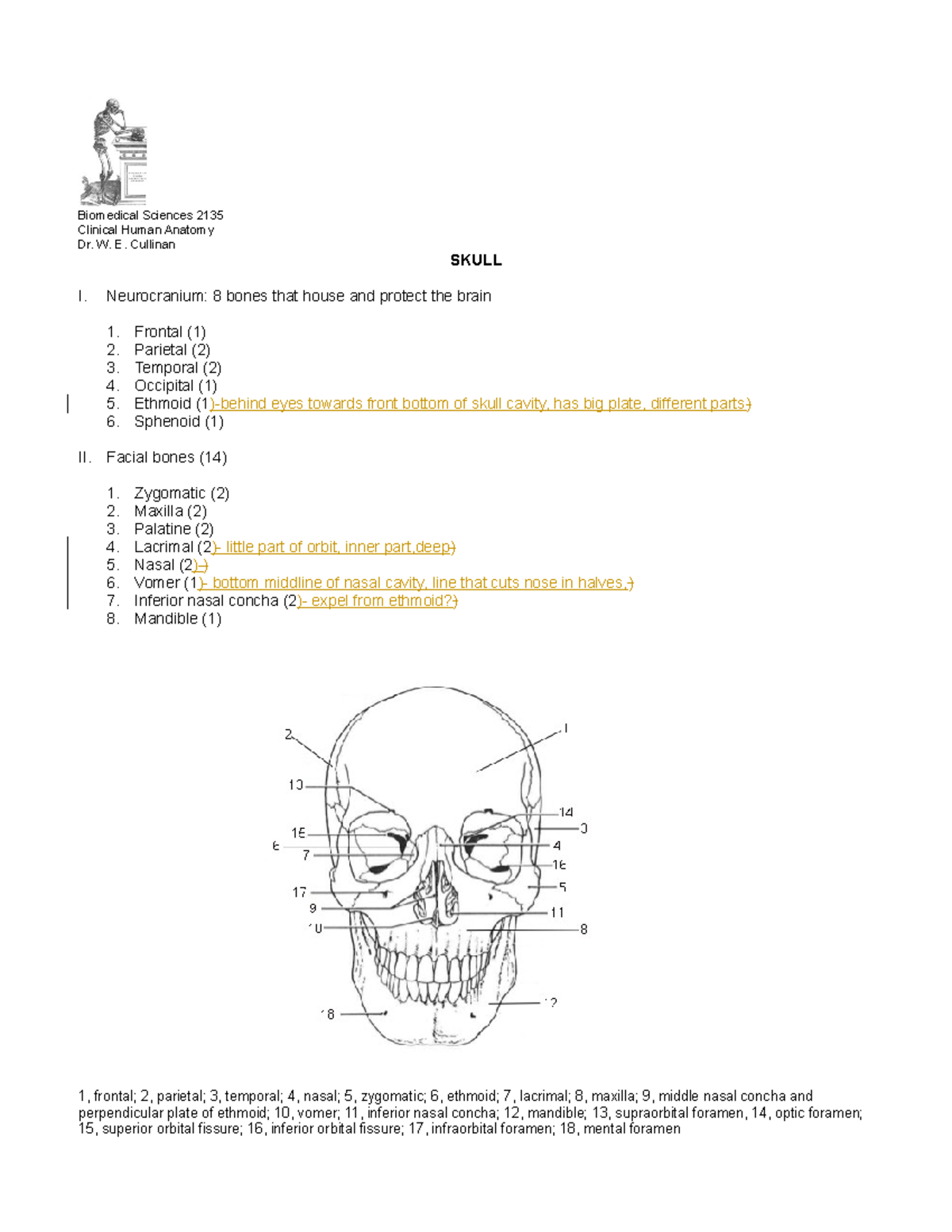 skull-biomedical-sciences-2135-clinical-human-anatomy-dr-w-e