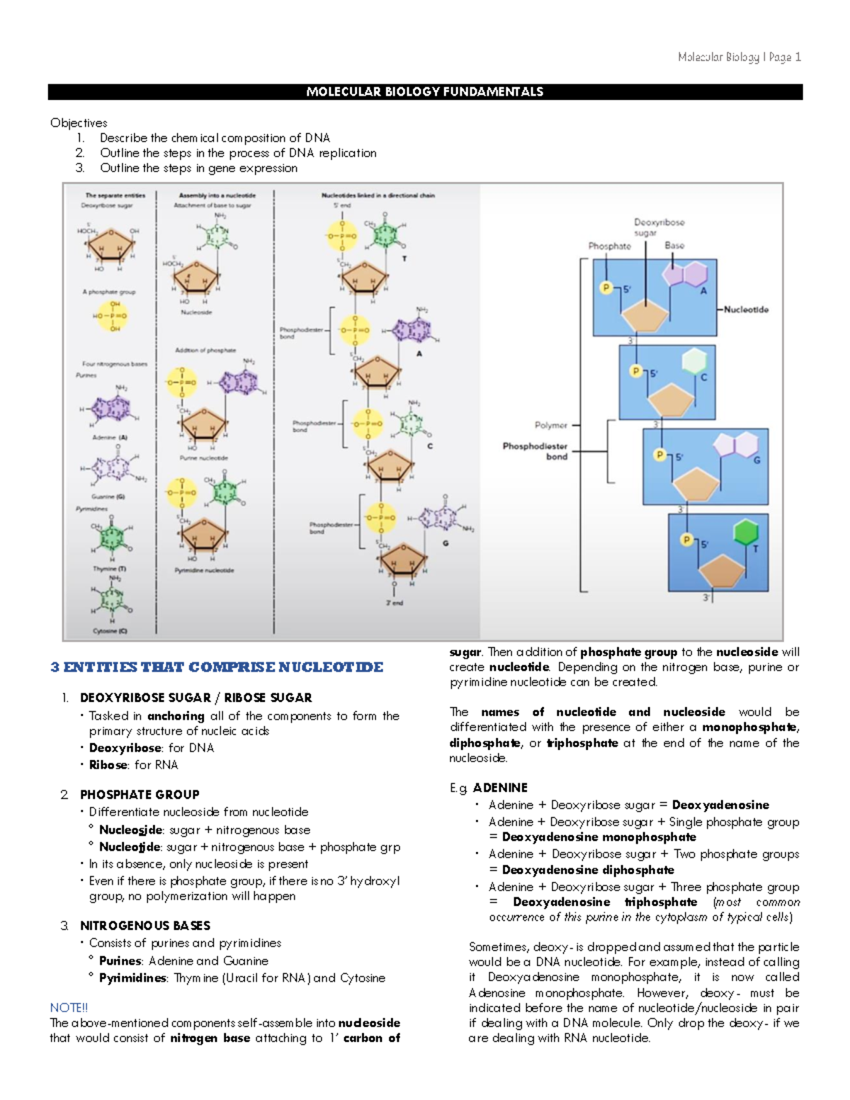 MTAP I - Molbio - Notes - molecular biology - MOLECULAR BIOLOGY ...