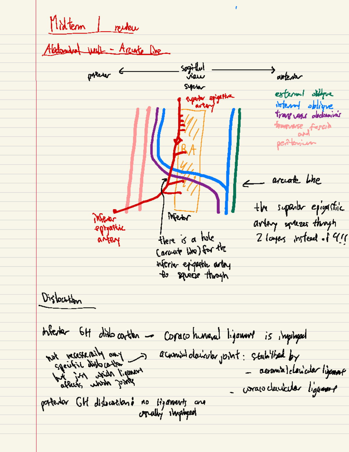 Midterm 1 Clarifications (Arcuate line, etc) - Midtemouku Abdamhed ...