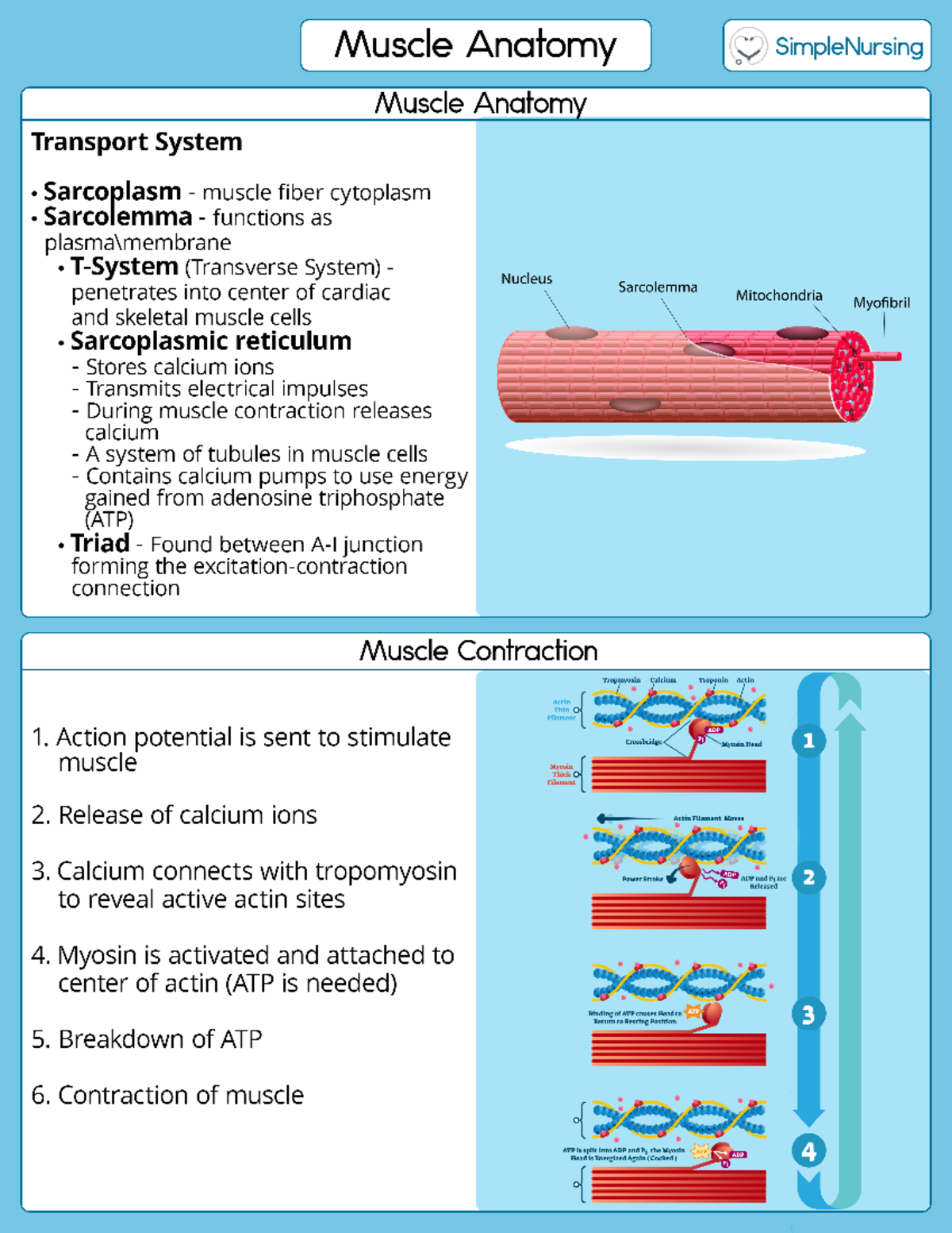 5. Muscle anatomy 2 - Notes - kine 2031 - Studocu