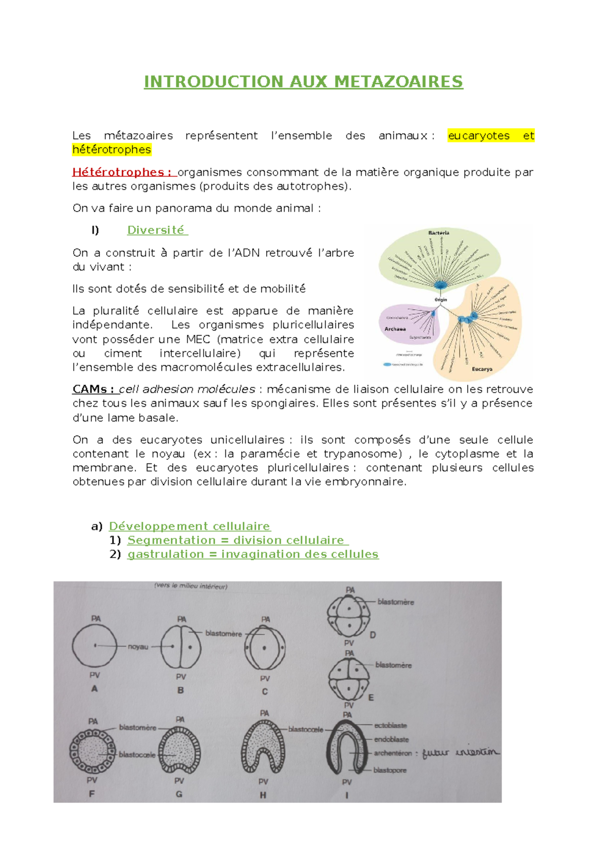 Introduction AUX Metazoaires - INTRODUCTION AUX METAZOAIRES Les ...