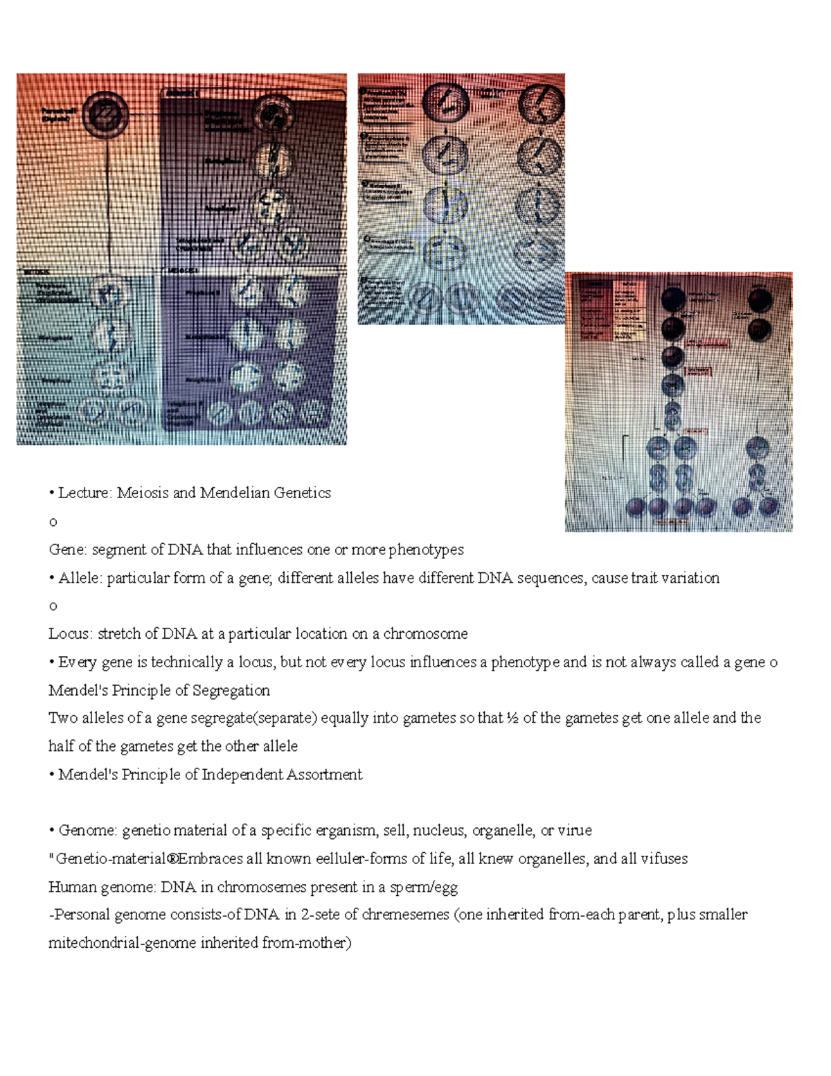 Lecture Notes Meiosis and Mendelian Genetics - Lecture: Meiosis and ...