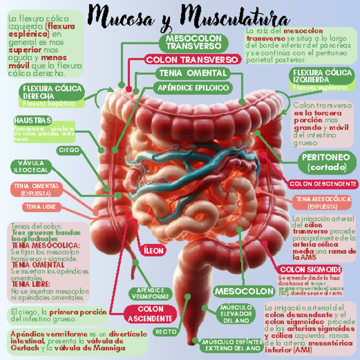 Tenia Omental - PERITONEO (cortado) MESOCOLON TRANSVERSO FLEXURA CÓLICA ...